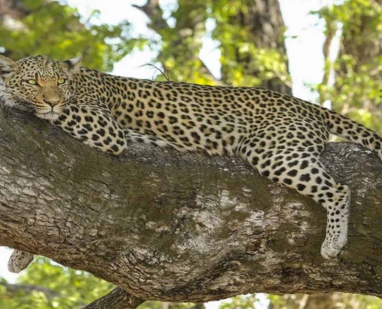African Leopard - Big Cat Facts, Markings, and Conservation
